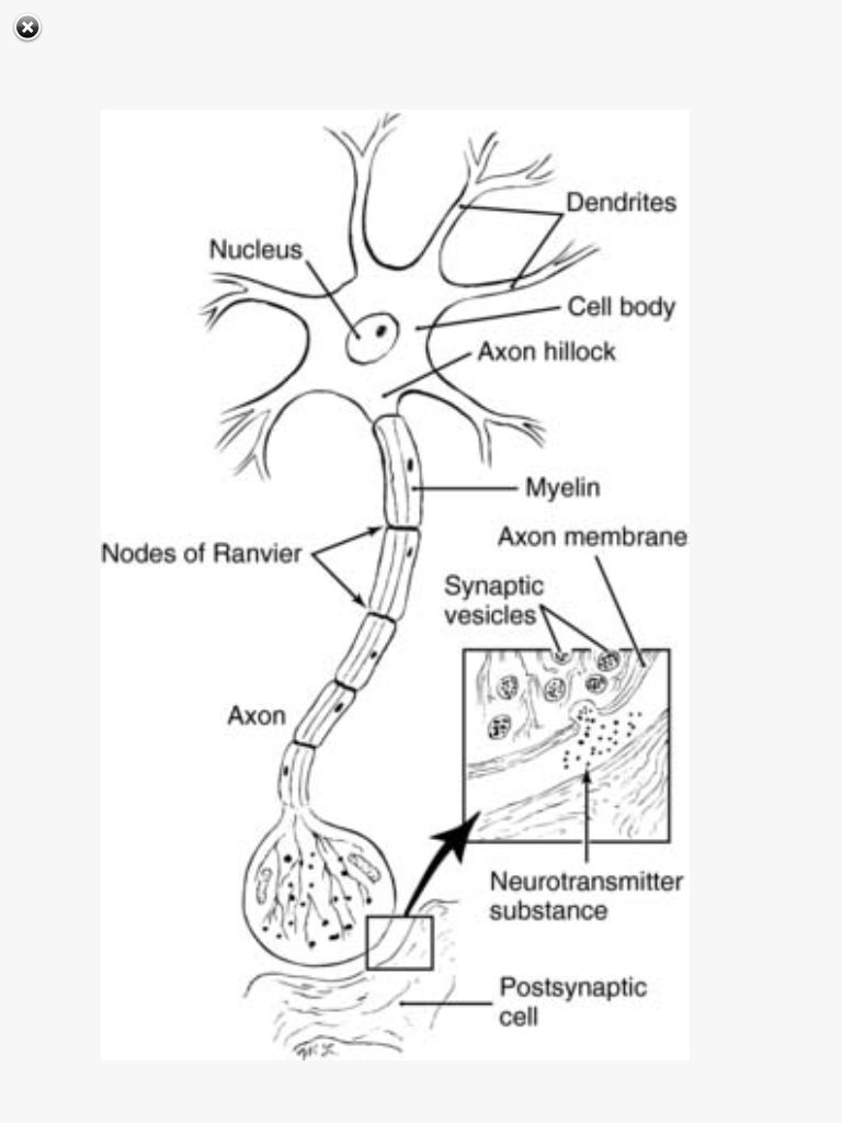 SRNA Daily Review: CENTRAL NERVOUS SYSTEM PHYSIOLOGY